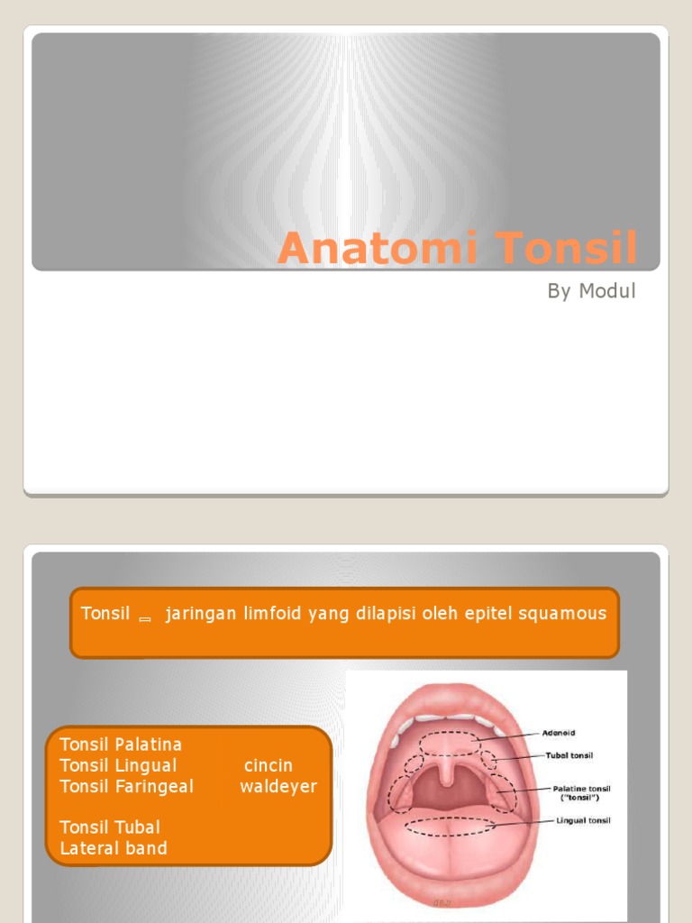 Anatomi Tonsil | PDF