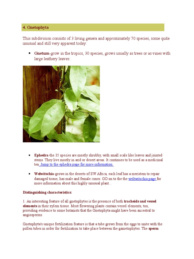 Gnetophyta | PDF