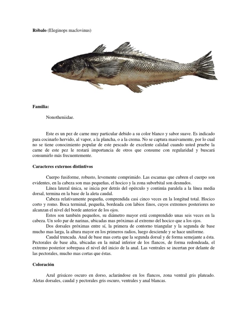 Robalo | PDF | Alimentos | Naturaleza