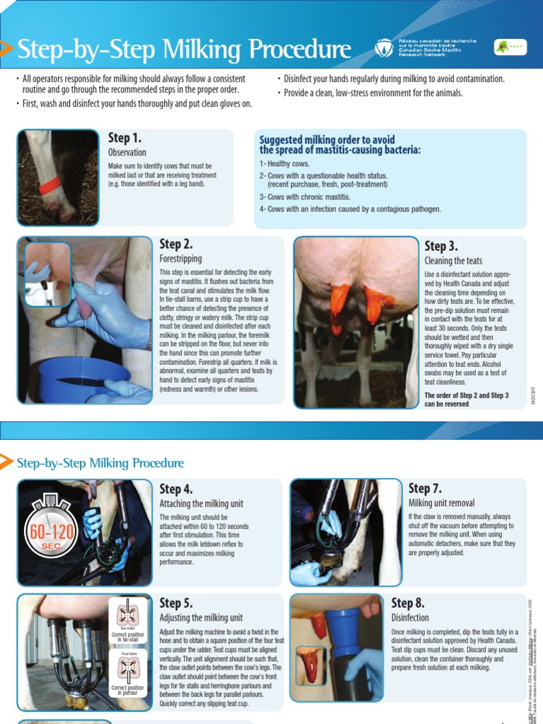 Milking Procedure Pro PDF | PDF | Dairy | Clinical Medicine