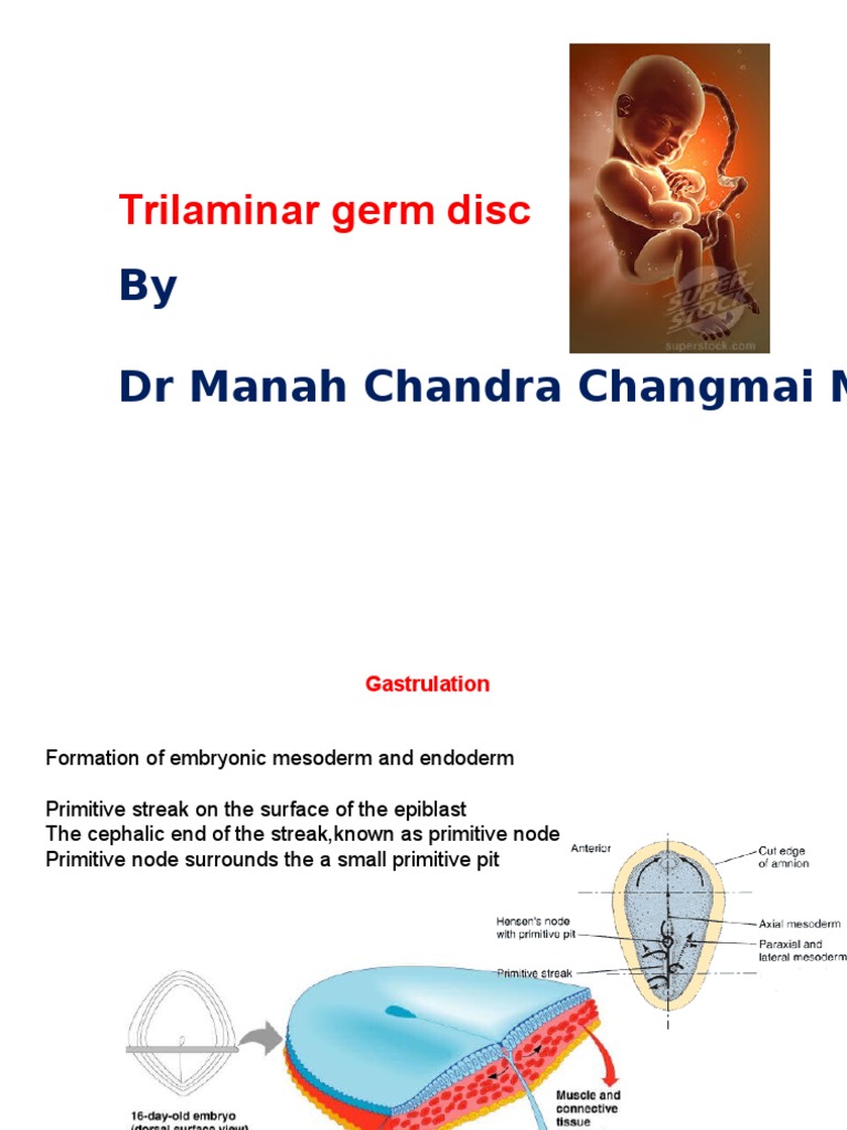 Trilaminar Germ Disc | PDF | Developmental Biology | Reproduction