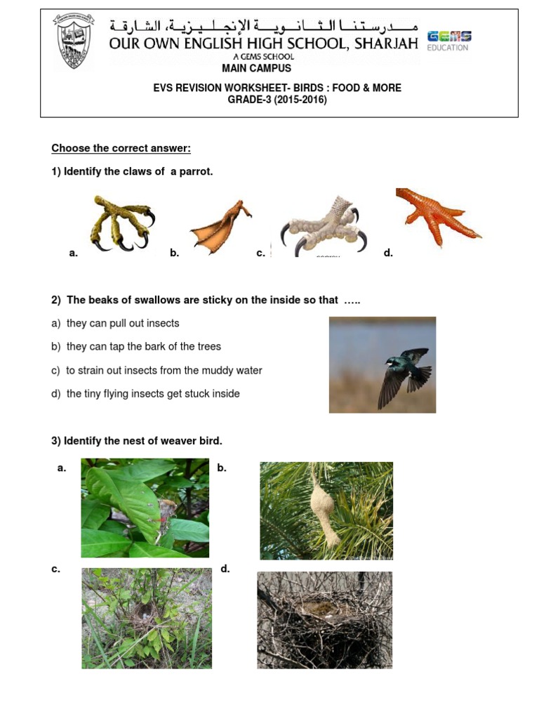 Grade3 EVS Birds Food and More Revision Worksheet