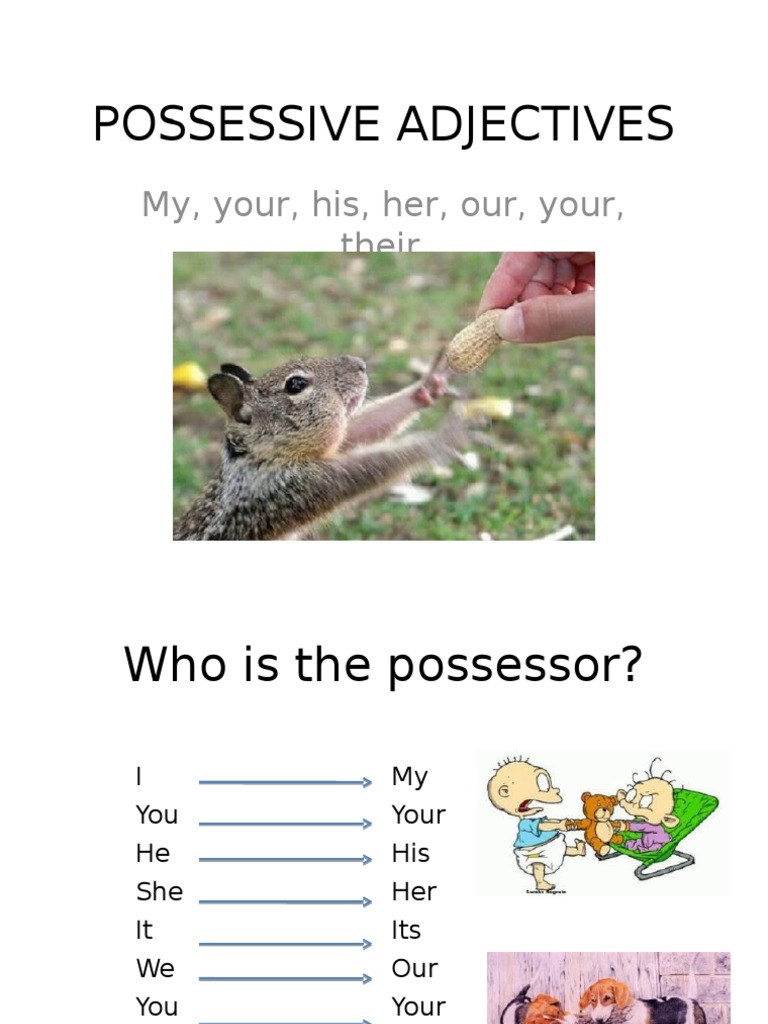 Possessive Adjectives: My, Your, His, Her, Our, Your, Their | PDF