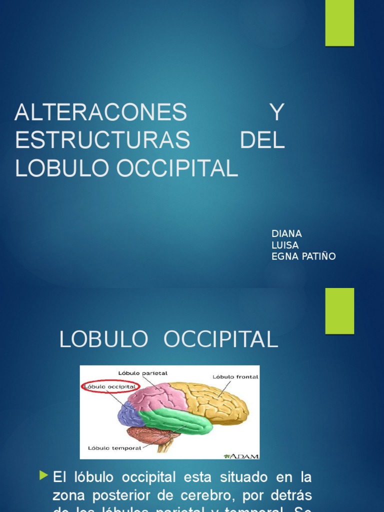 Estructuras Y Alteraciones Del Lóbulo Occipital Pdf Ciencia Y