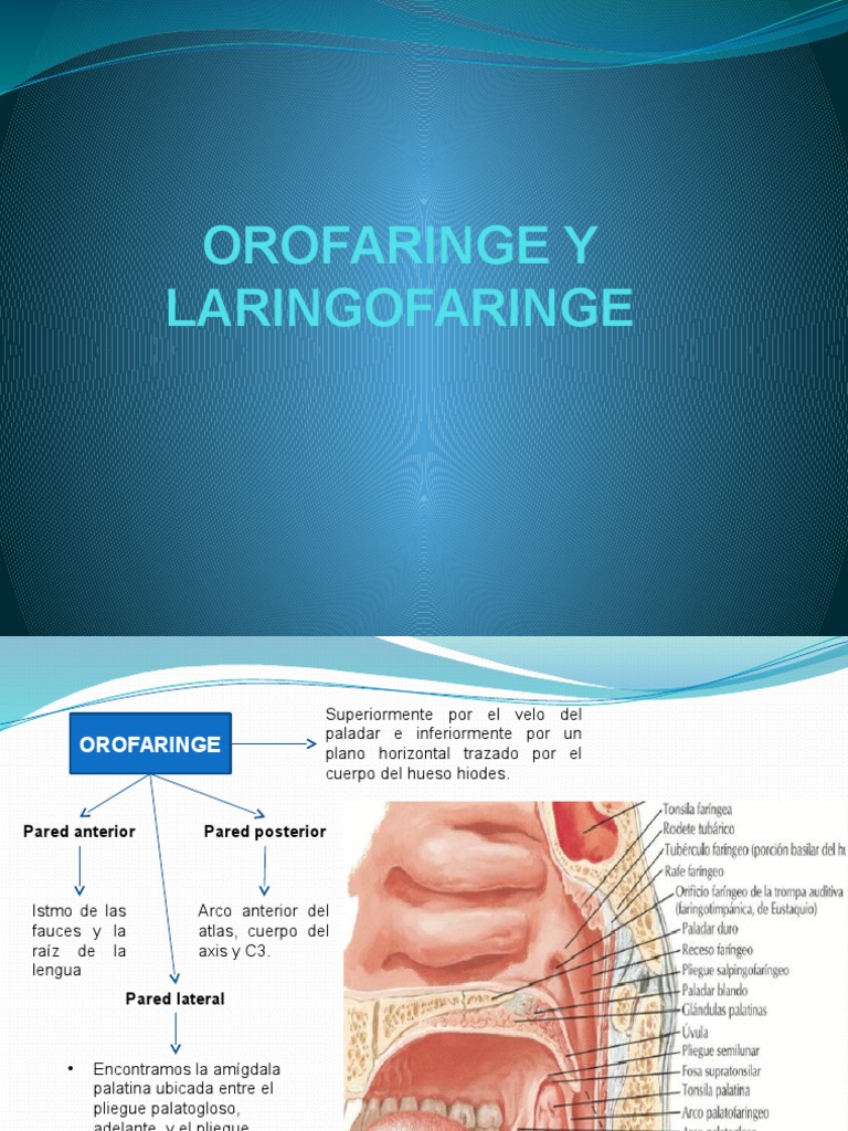 Orofaringe y Laringofaringe | PDF