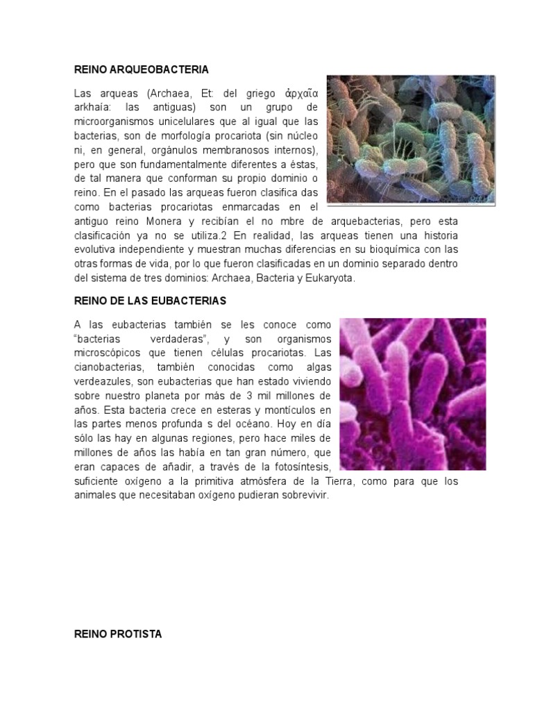 Reino Arqueobacteria | Plantas | Archaea