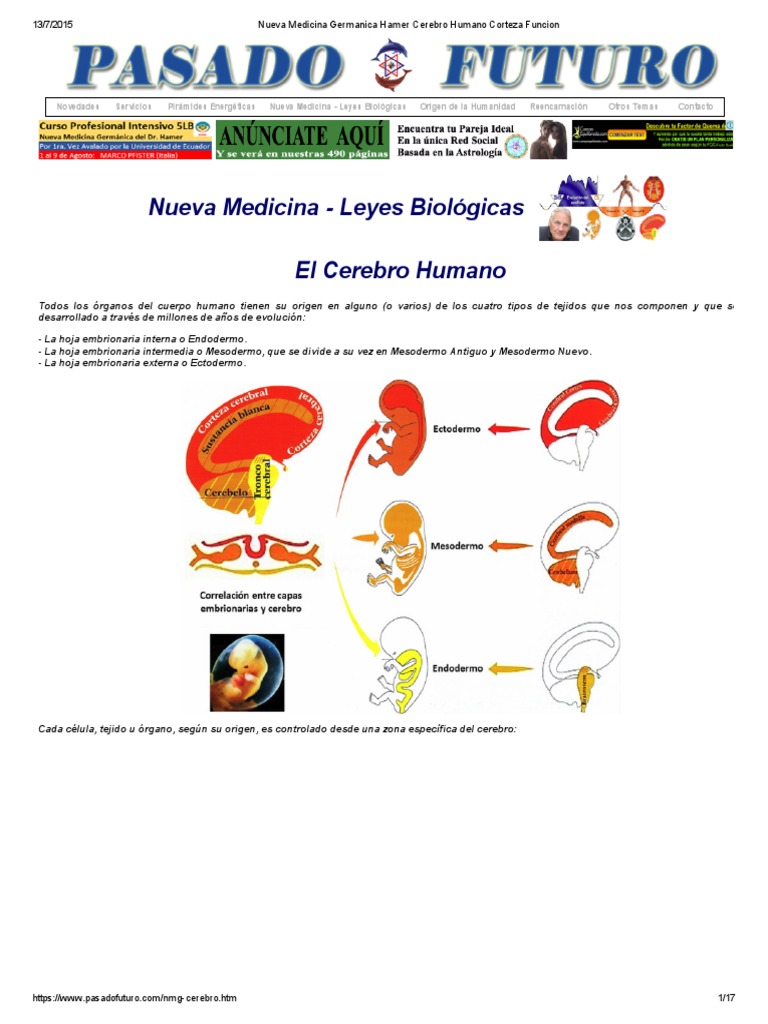 Nueva Medicina Germanica Hamer Cerebro Humano Corteza Funcion | PDF | Corteza cerebral | Curación