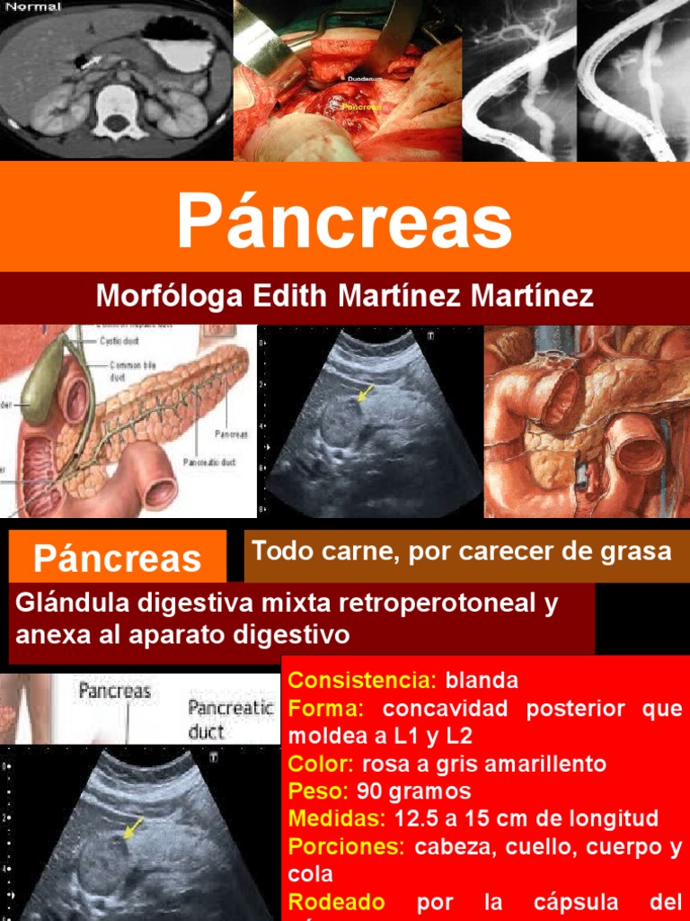 Anatomía Del Páncreas | PDF | Páncreas | Abdomen