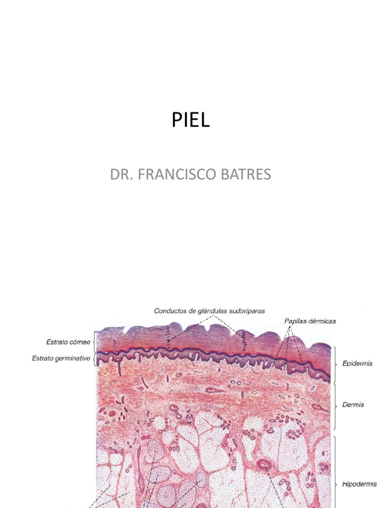Histologia de la Piel