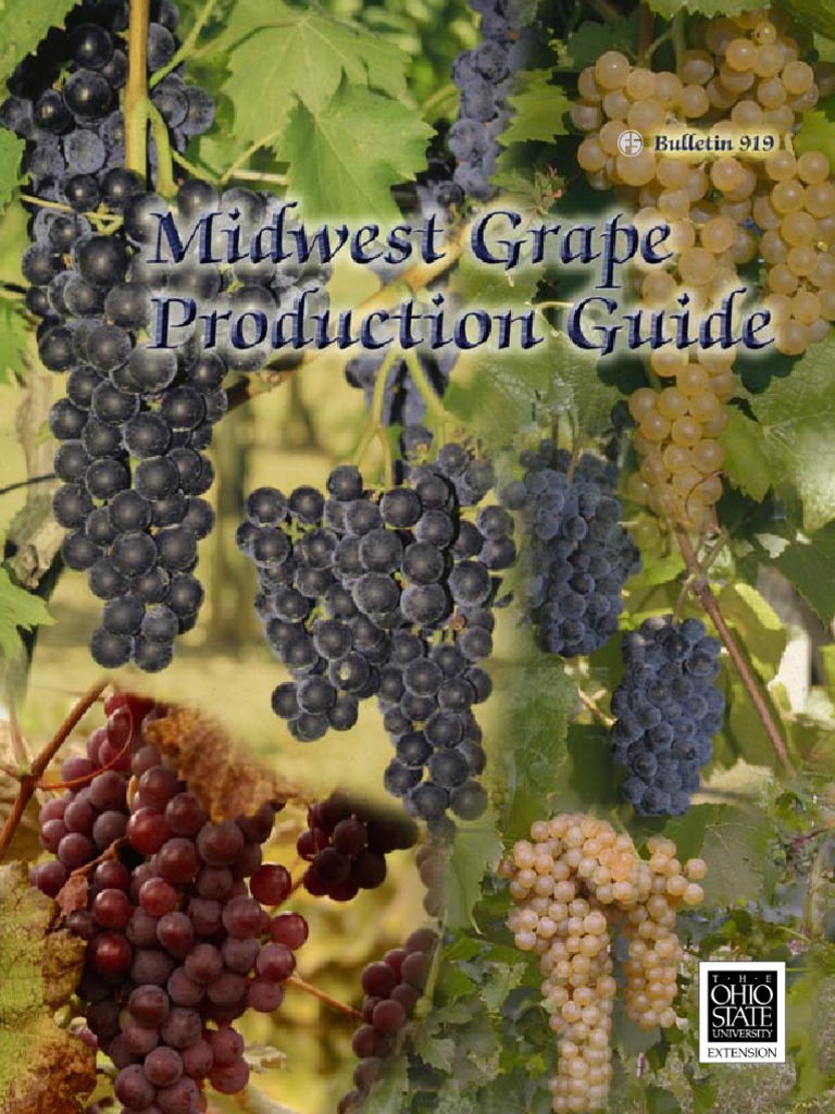 Grape Production Guide PDF | PDF