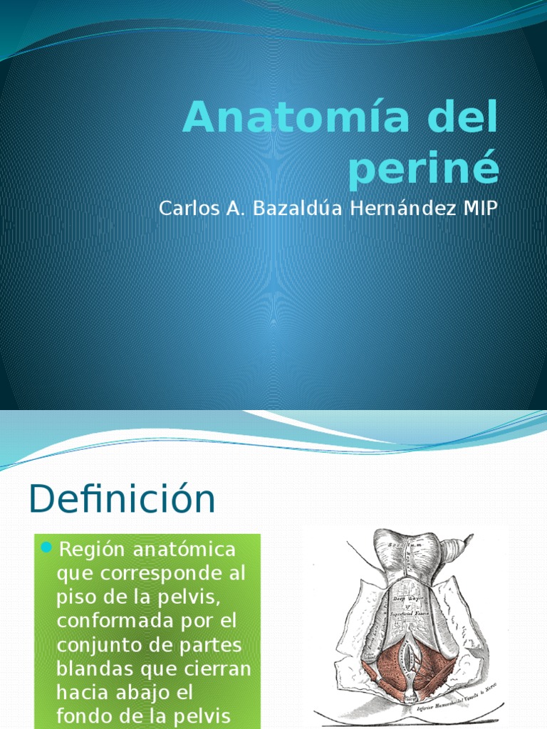 Anatomía del periné.pptx | Cuerpo humano | Sistema reproductivo mamífero