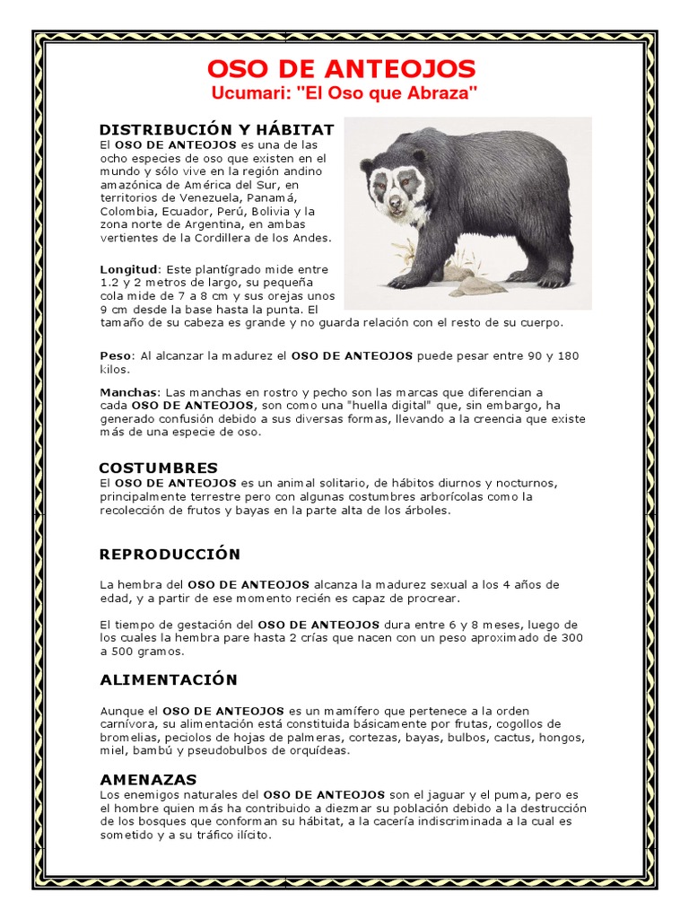 Oso de Anteojos