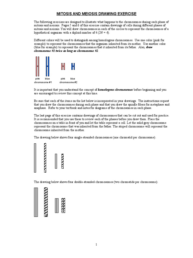 Mitosis Meiosis Exercise1 | PDF | Meiosis | Mitosis