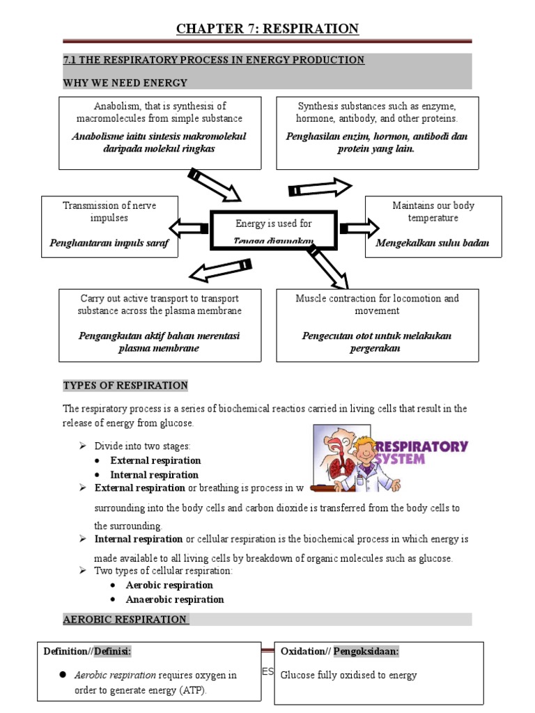Bio Form 4 Chap 7 | PDF | Cellular Respiration | Respiratory System