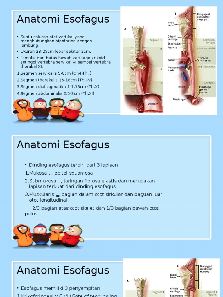Anatomi Esofagus | PDF
