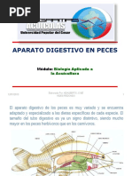 Anatomía del Calamar: Interna y Externa | PDF | Corazón | Sistema ...