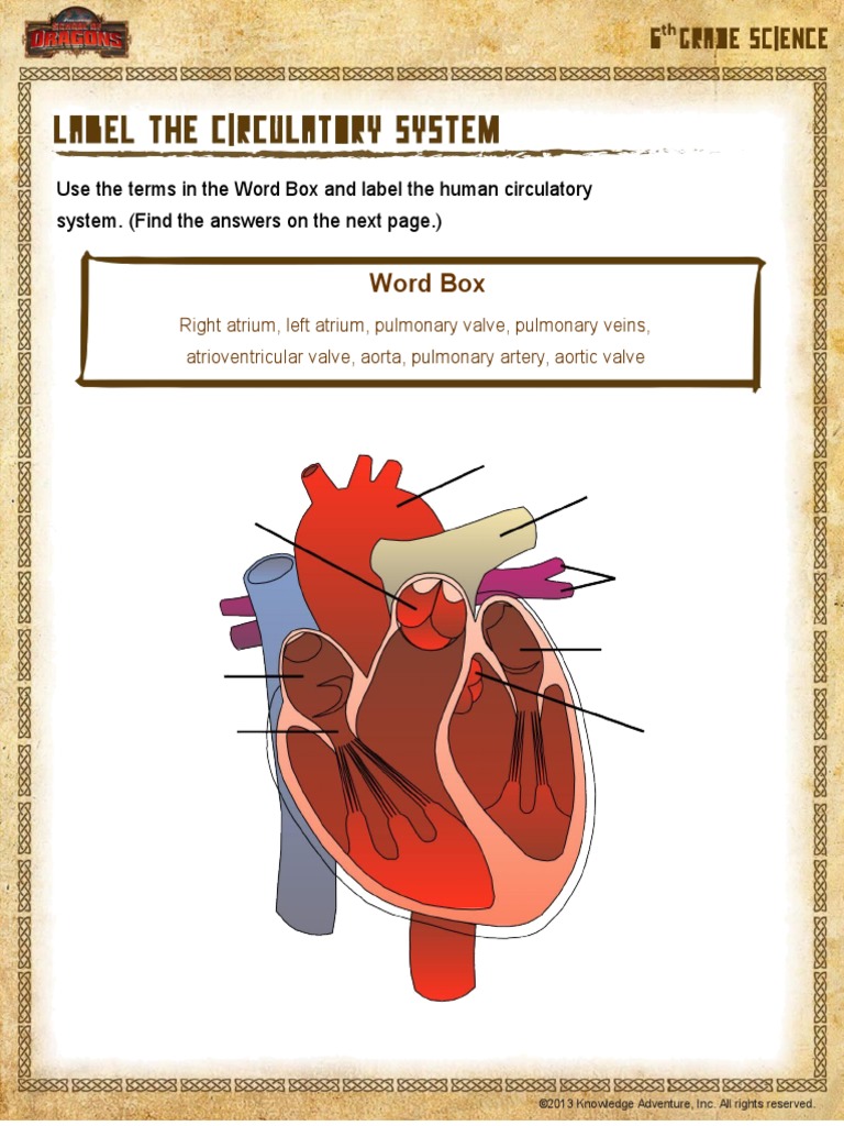 Label The Circulatory System | PDF | Heart Valve | Aorta