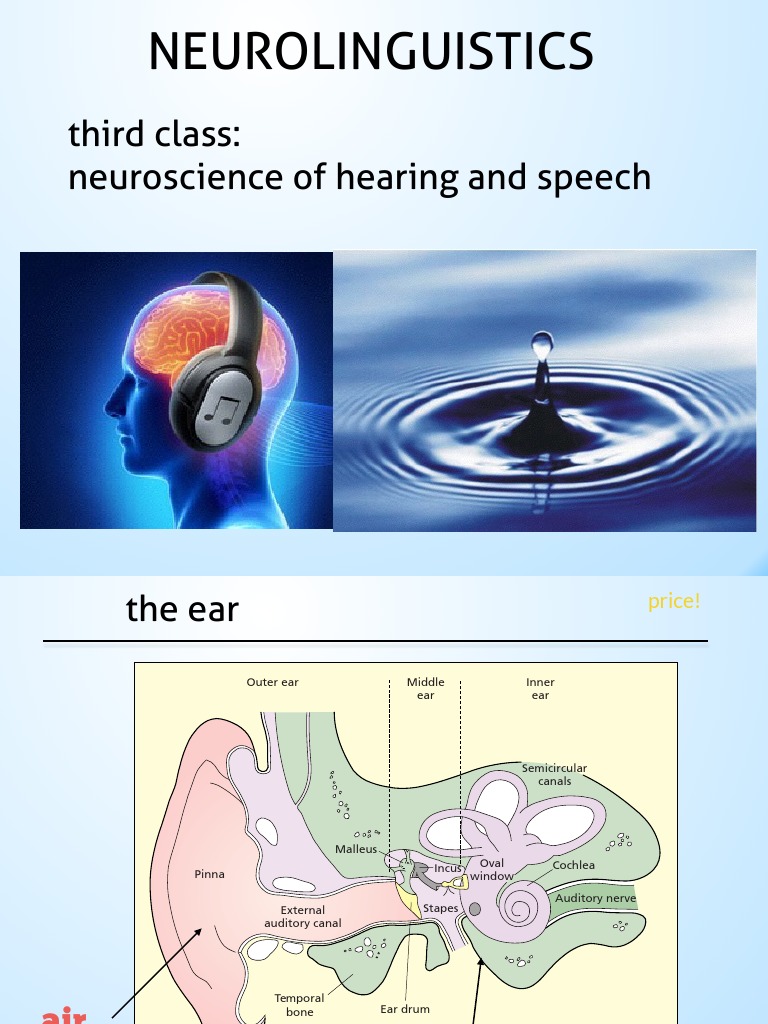 Third Class: Neuroscience of Hearing and Speech: Neurolinguistics | PDF