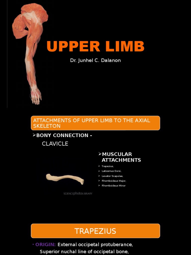 Upper Limb Pdf Thumb Anatomical Terms Of Motion