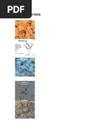 Atlas Micología | PDF | Aspergilo | Hongo