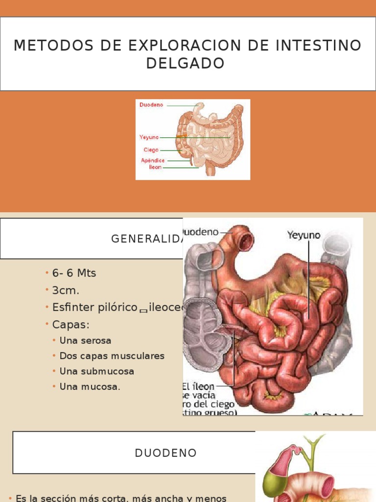Intestino Delgado | Endoscopia | Órgano (anatomía)