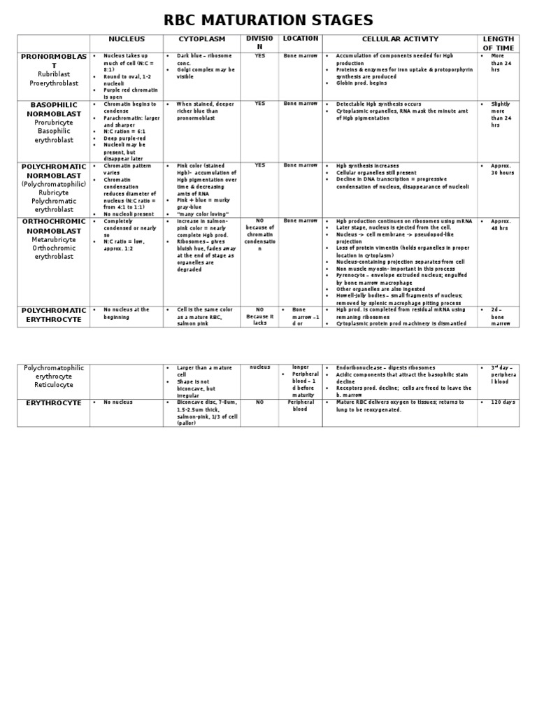 RBC Maturation Stages (Tabulated) | PDF | Cell Nucleus | Red Blood Cell