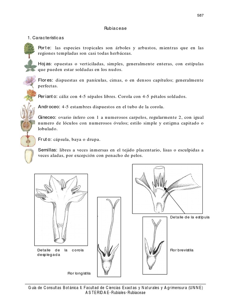 Rubiaceae | PDF | Flores | Plantas
