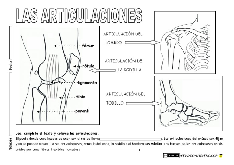 sistema-locomotor-articulaciones.pdf