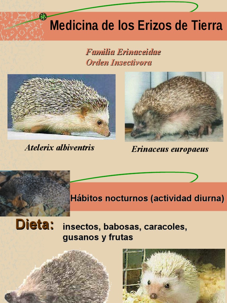 Enfermedades de Erizos | PDF | Salud y bienestar | Medicina