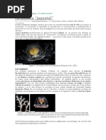 Anatomía de Aletas en Peces | PDF | Cordados | Pescado