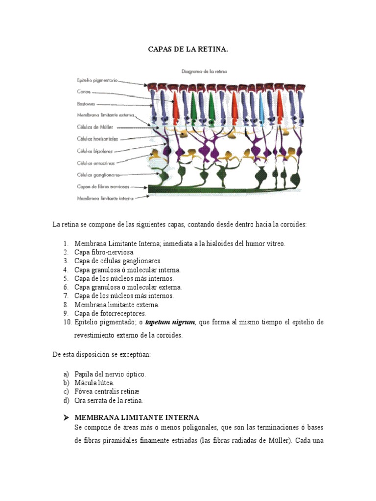 Capas de La Retina | Retina | Nucleo celular