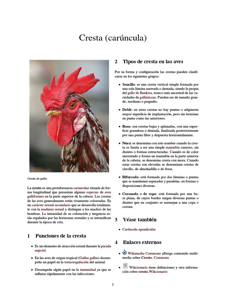 Tipos de crestas en gallos y aves | PDF | Galliformes | Organismos
