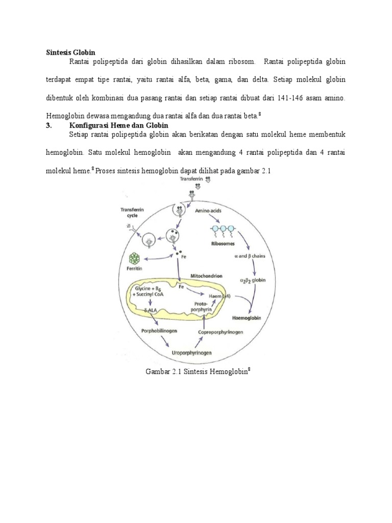 Proses Sintesis Hemoglobin dan Globin | PDF | Sains & Matematika