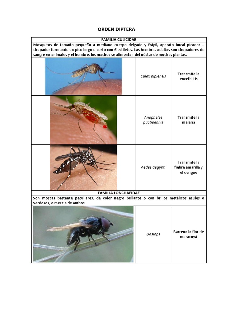 Especies de Diptera-Hymenoptera-Orthoptera PDF | Descargar gratis PDF | Mosca | Insectos