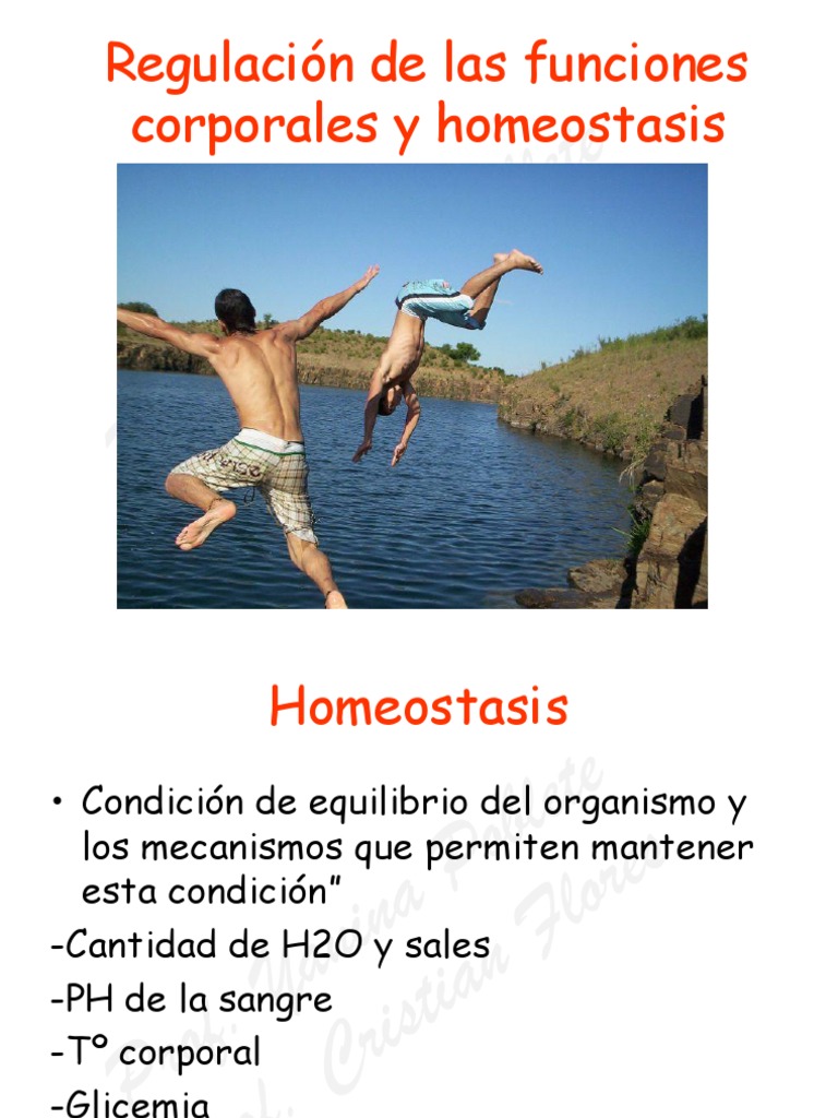 Regulación de Las Funciones Corporales y Homeostasis