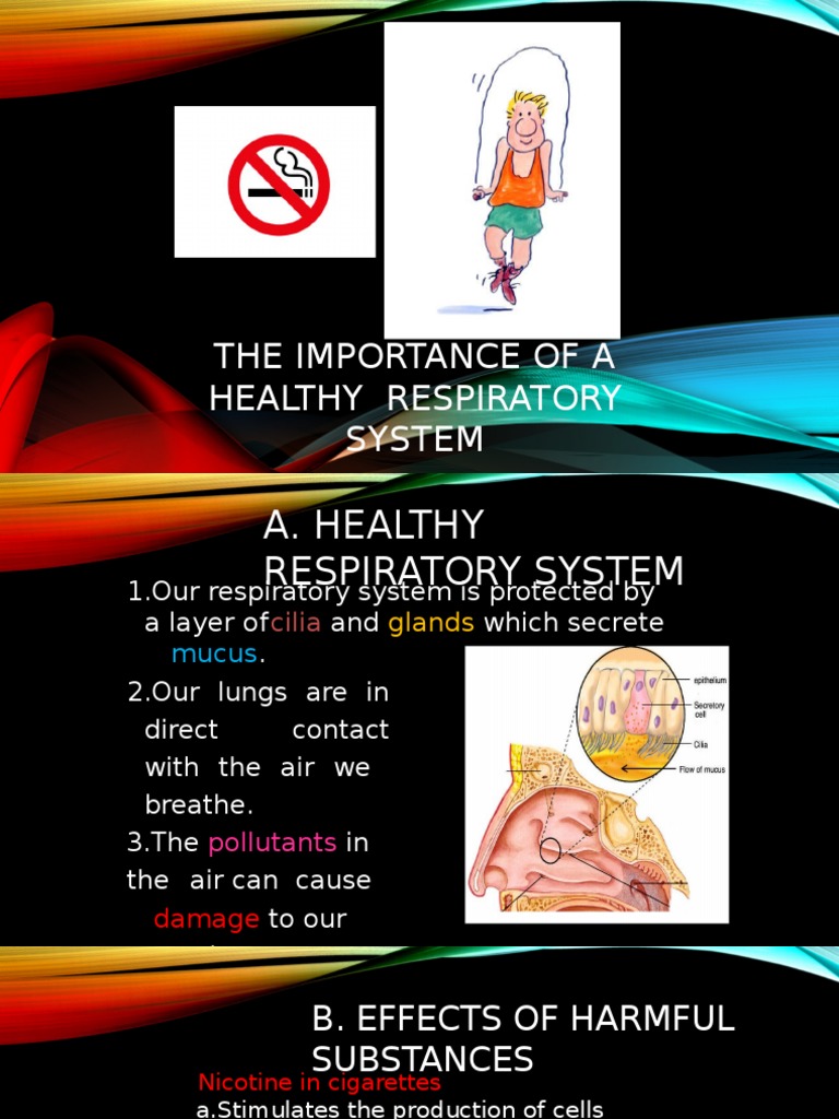 The Importance of A Healthy Respiratory System | PDF | Lung | Bronchitis