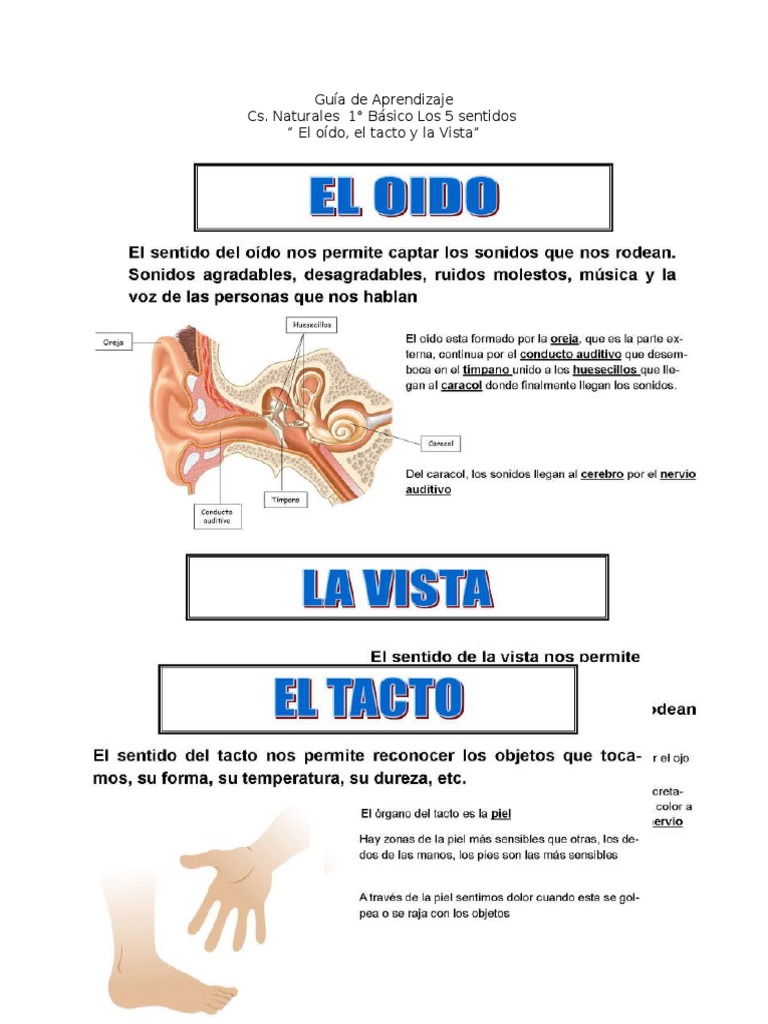 Guía de Aprendizaje Los 5 Sentidos | PDF | Salud y bienestar
