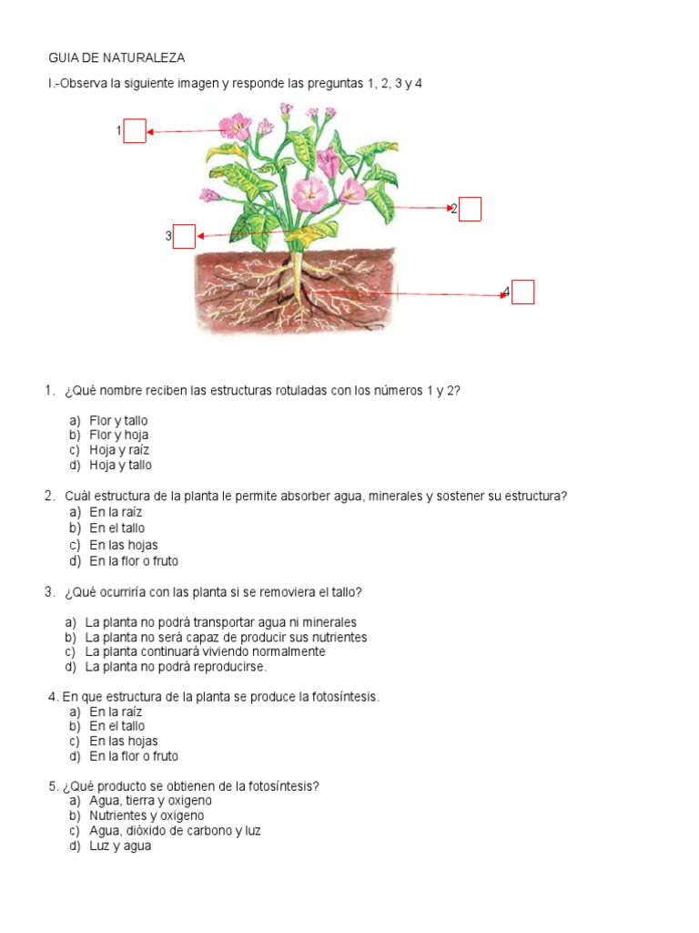 Prueba de Las Plantas | Germinación | Fruta
