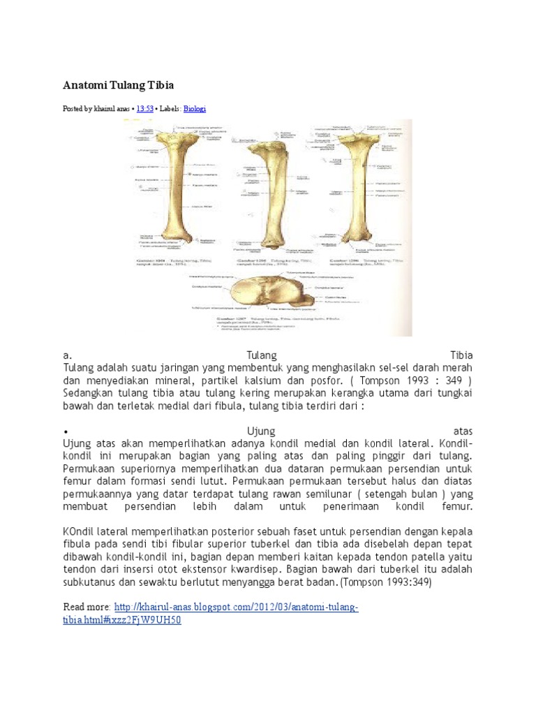 Anatomi Tulang Tibia | PDF