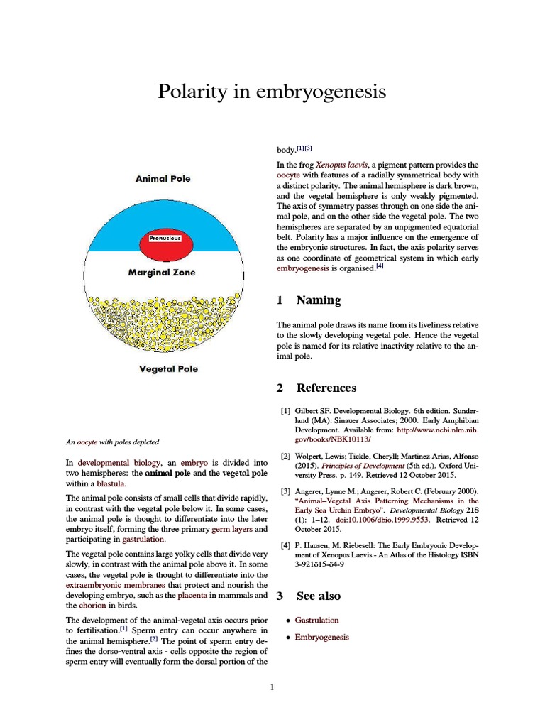 Polarity in Embryogenesis | PDF | Biological Interactions | Life Sciences