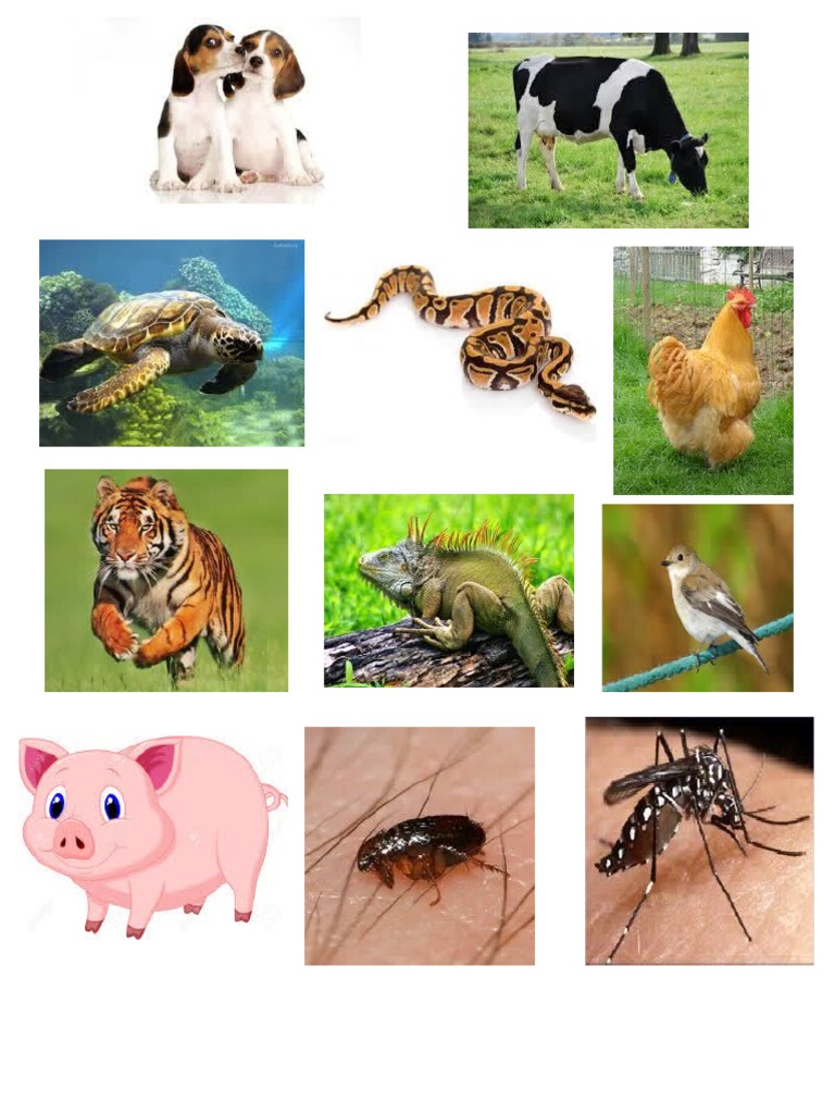 Animales en Xinka | PDF