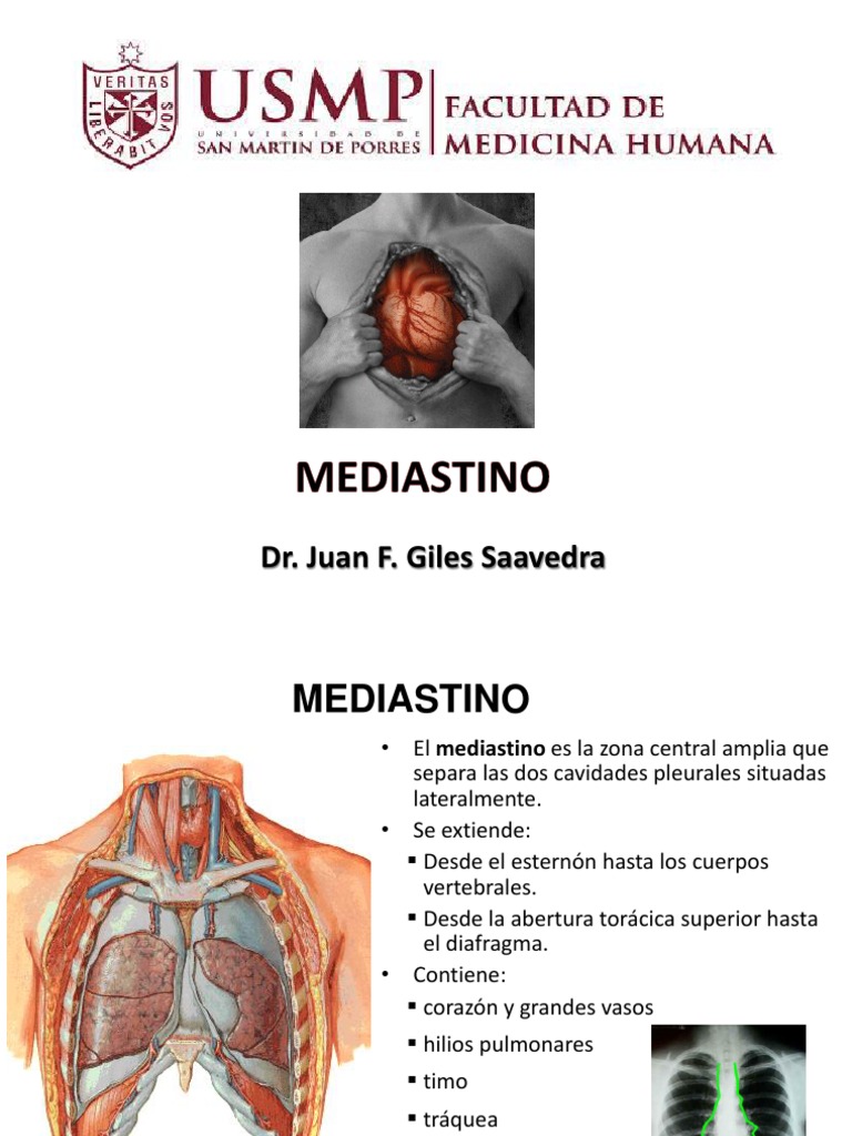 Mediastino | PDF | Tórax | Tórax (anatomía humana)