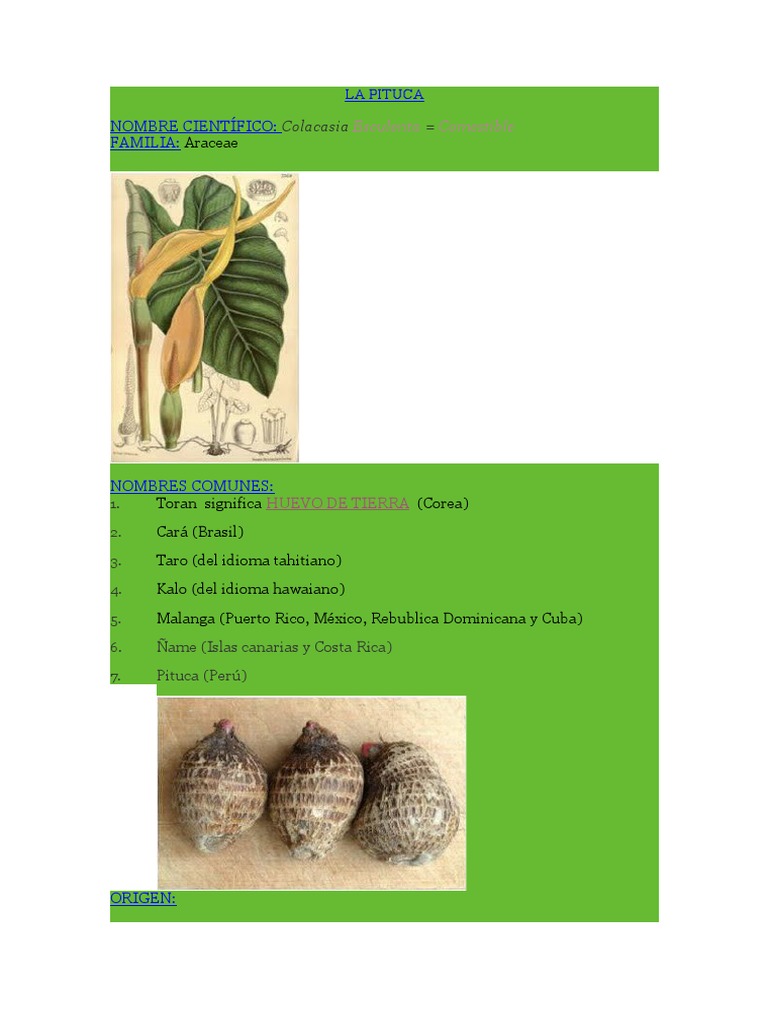 La Pituca | PDF | Alimentos | Comida y bebida