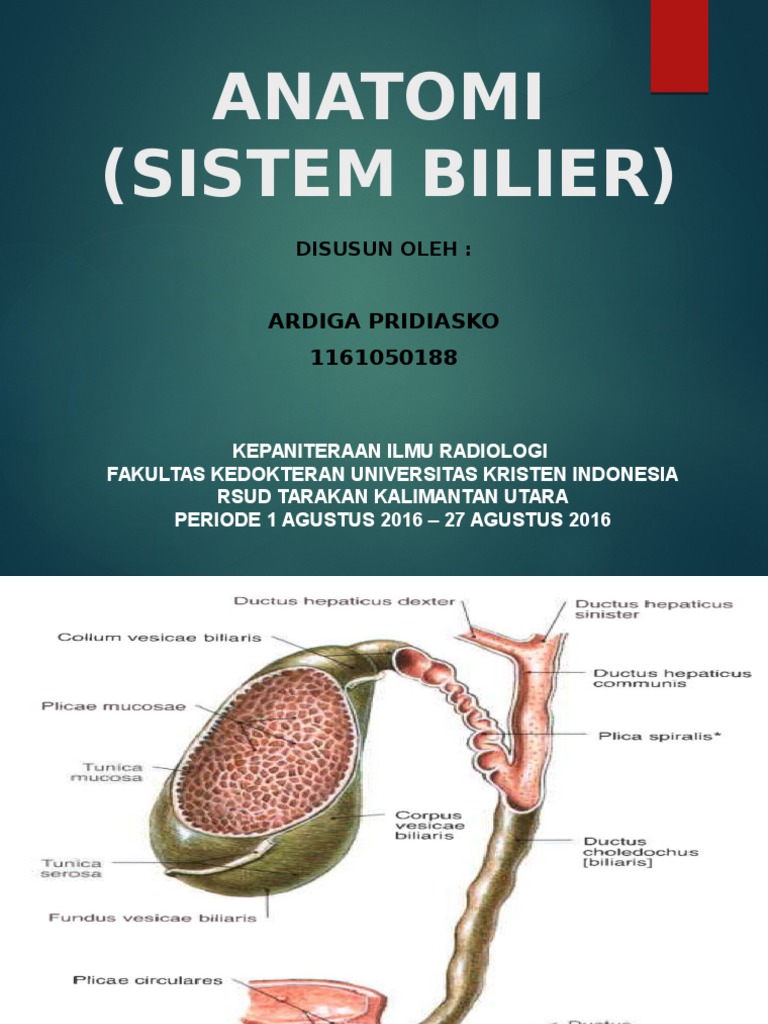Anatomi Sistem Bilier | PDF