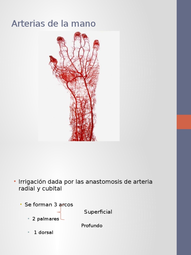 Arterias de La Mano Expo | Mano | Sistema cardiovascular