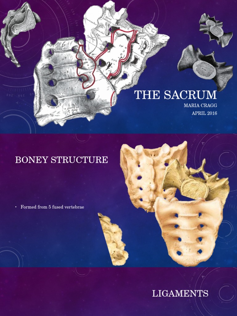 Understanding the Sacrum's Anatomy and Significance | PDF