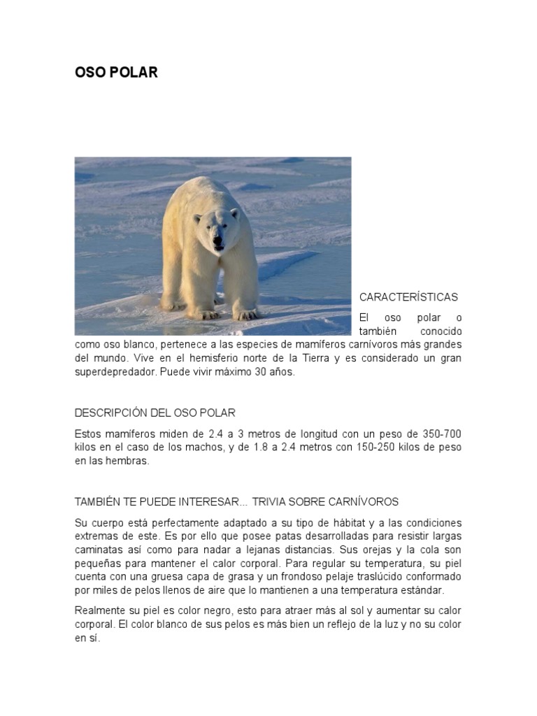 OSO POLAR | Oso polar | Osos