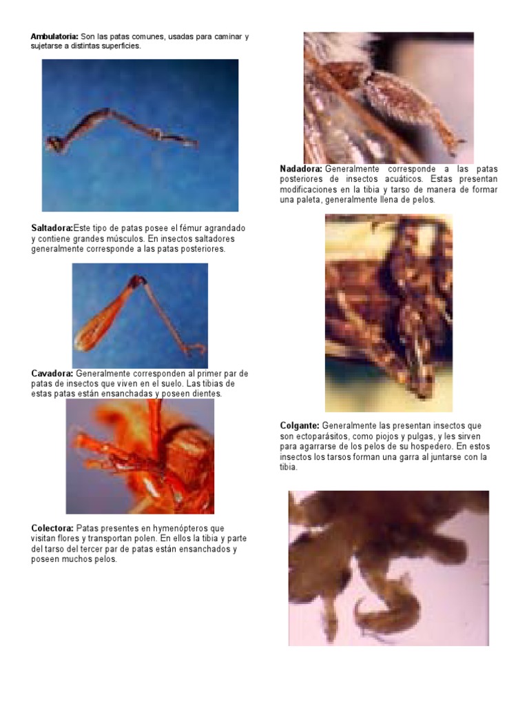 Patas Insectos | PDF