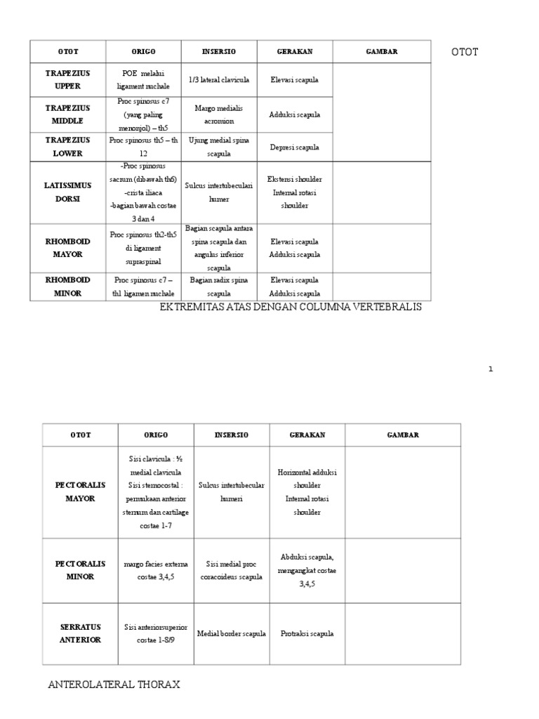Origo Insersio Otot | PDF