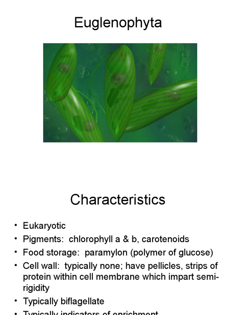 Euglenophyta | PDF